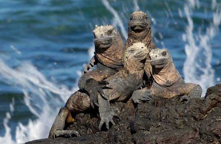 110 Fun Facts About the Galapagos | Go Galapagos Travel Guide