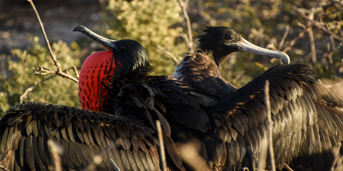 7 Unique Species in Galapagos | Wildlife Guide by Go Galapagos