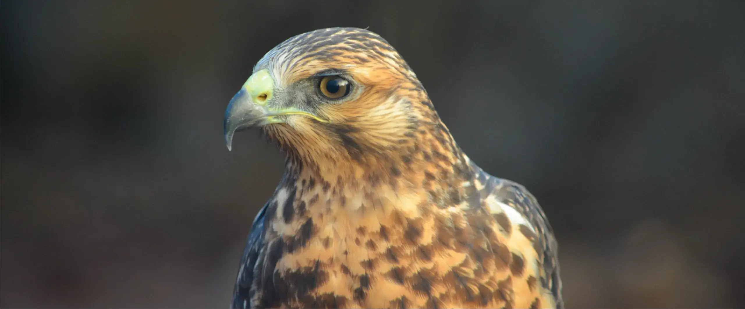 Galapagos Hawk | Endemic Predator of the Archipelago