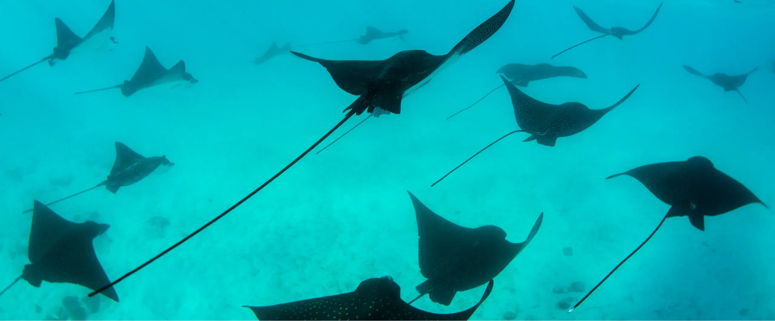 Galapagos Marine Life | 500+ Fish Species & Ocean Currents