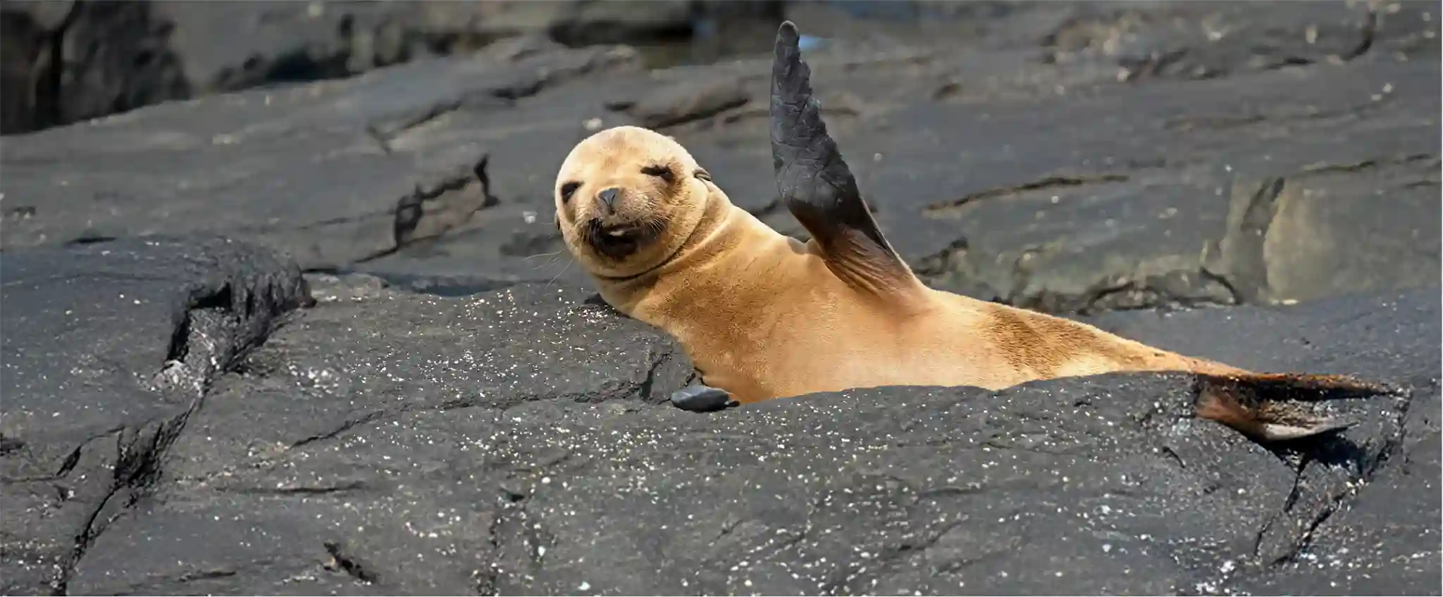 Galapagos Sea Lion 2025: Behavior, Facts & Where to See Them