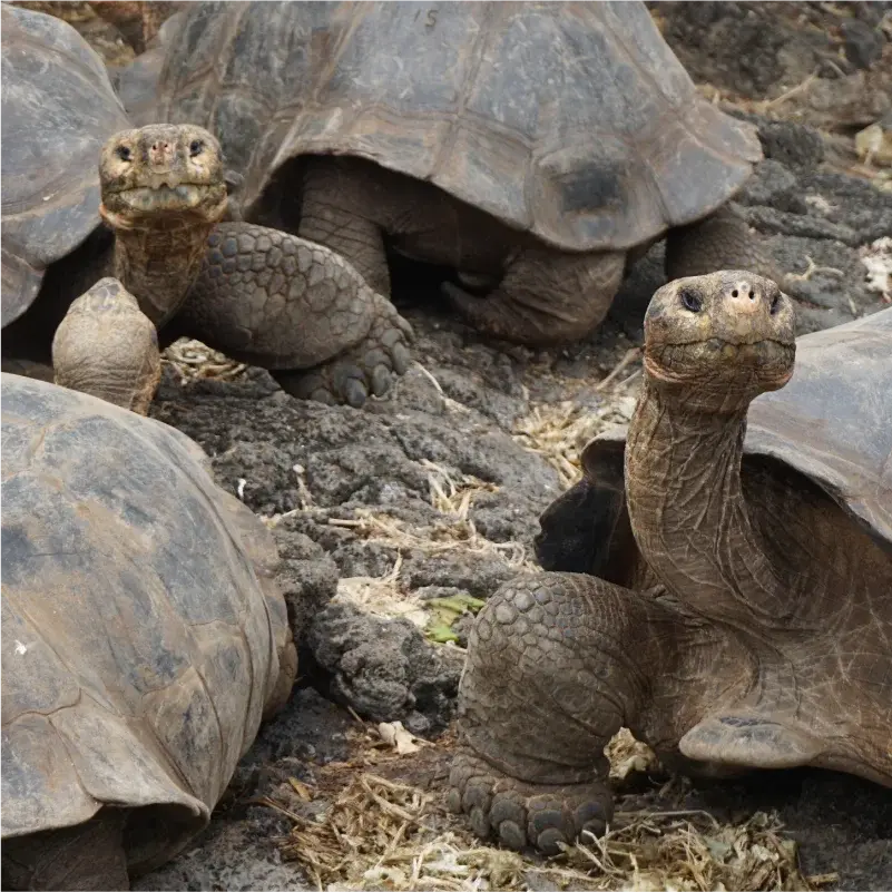 Floreana Giant Tortoises Return to Floreana Island After 180 Years