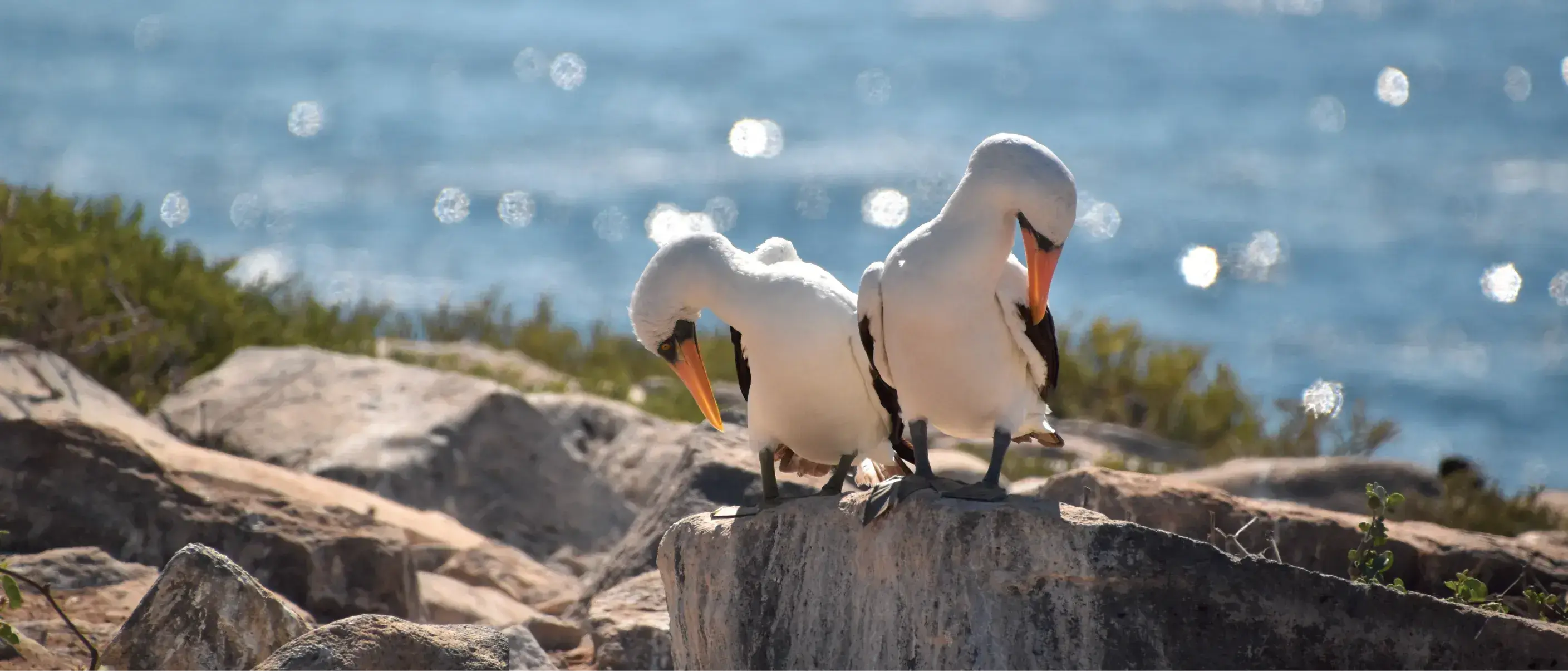 Punta Suarez: Waved Albatross & Wildlife on Española Island