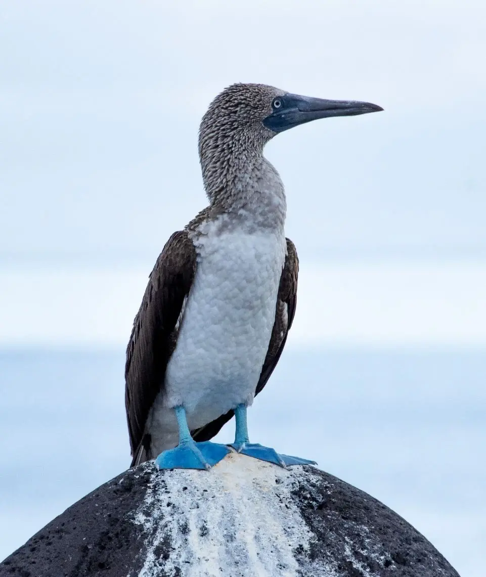 Galapagos Seabirds | 12 Unique Groups Across the Archipelago